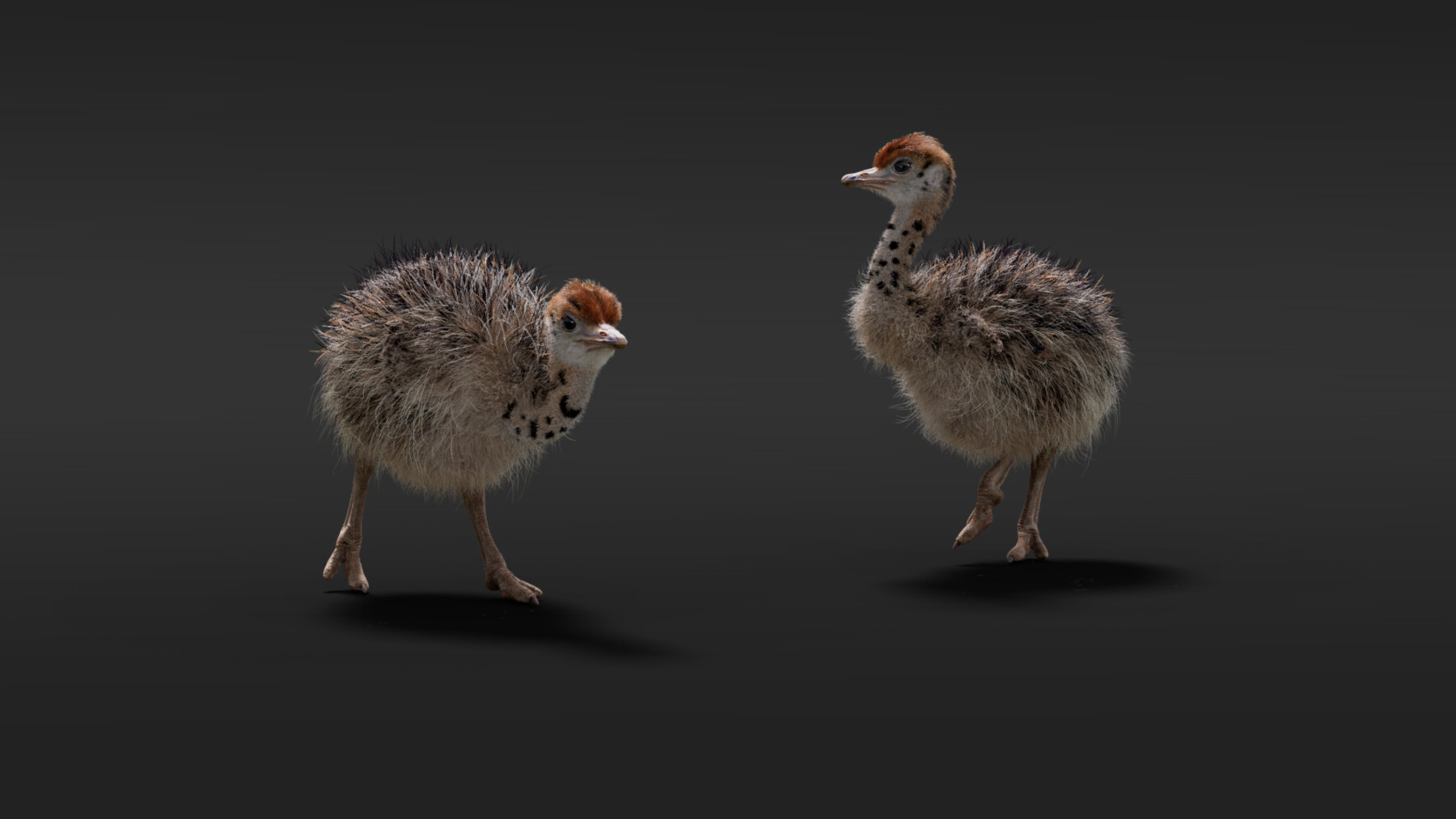 ArtStation - 3D Animal | Young Ostrich Animated | Resources