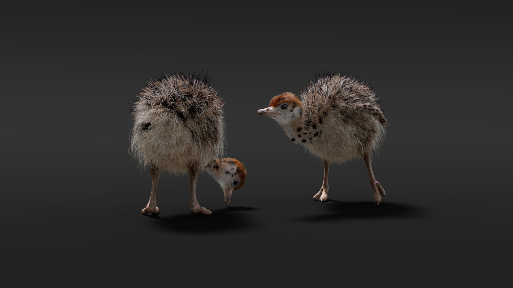 ArtStation - 3D Animal | Young Ostrich Animated | Resources