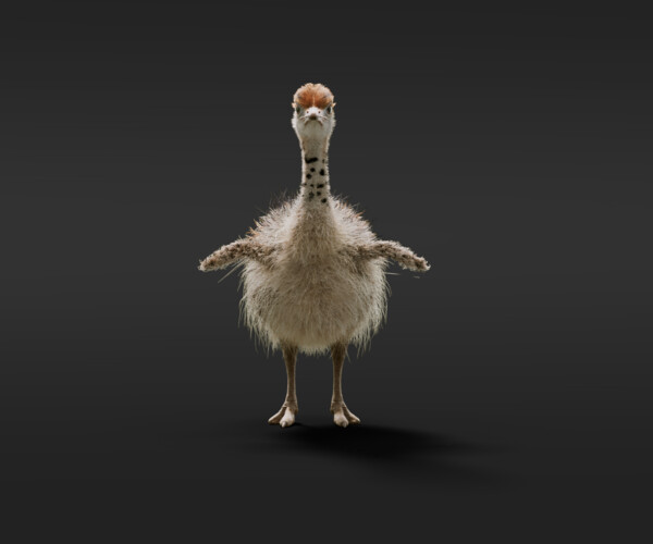 ArtStation - 3D Animal | Young Ostrich Animated | Resources