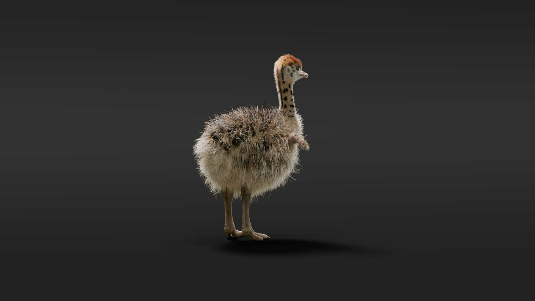 ArtStation - 3D Animal | Young Ostrich Animated | Resources
