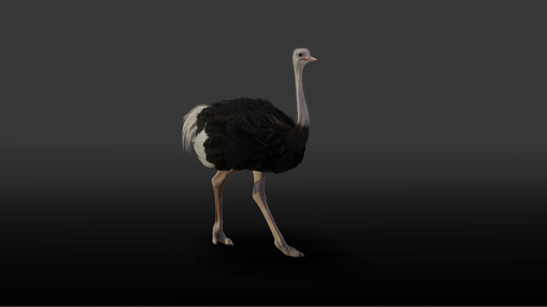 ArtStation - 3D Animal | Ostrich Animated | Resources