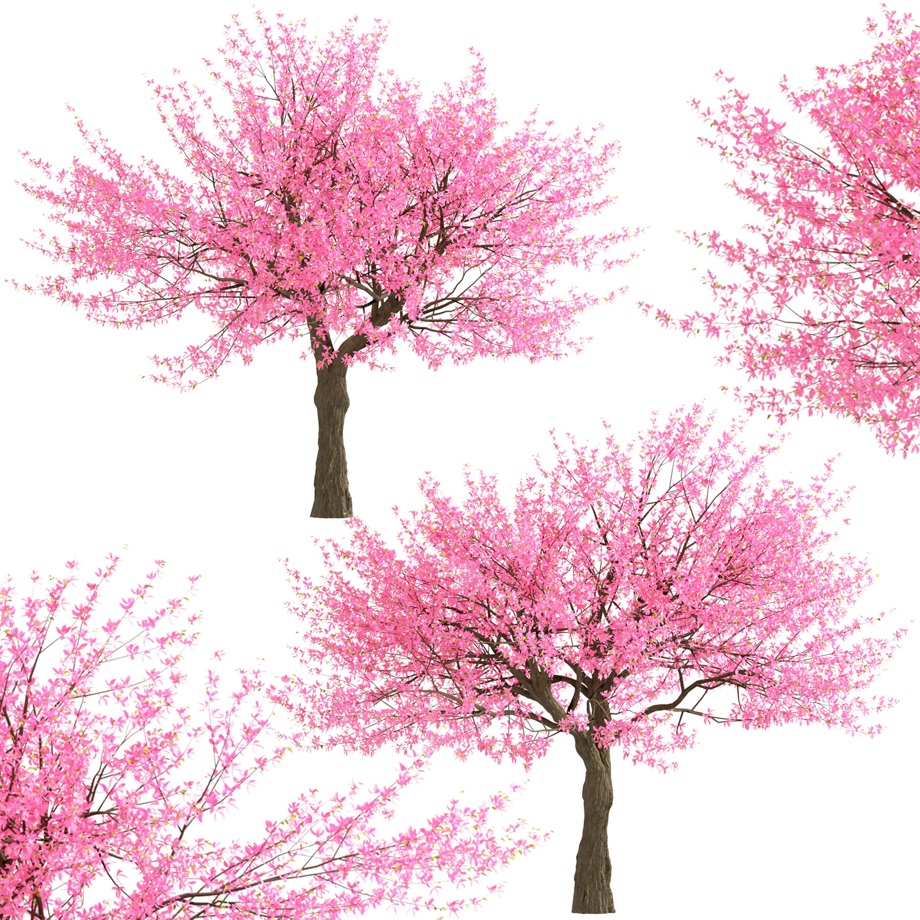 ArtStation - Set of Eastern redbud Trees (Cercis canadensis) (3 Trees ...