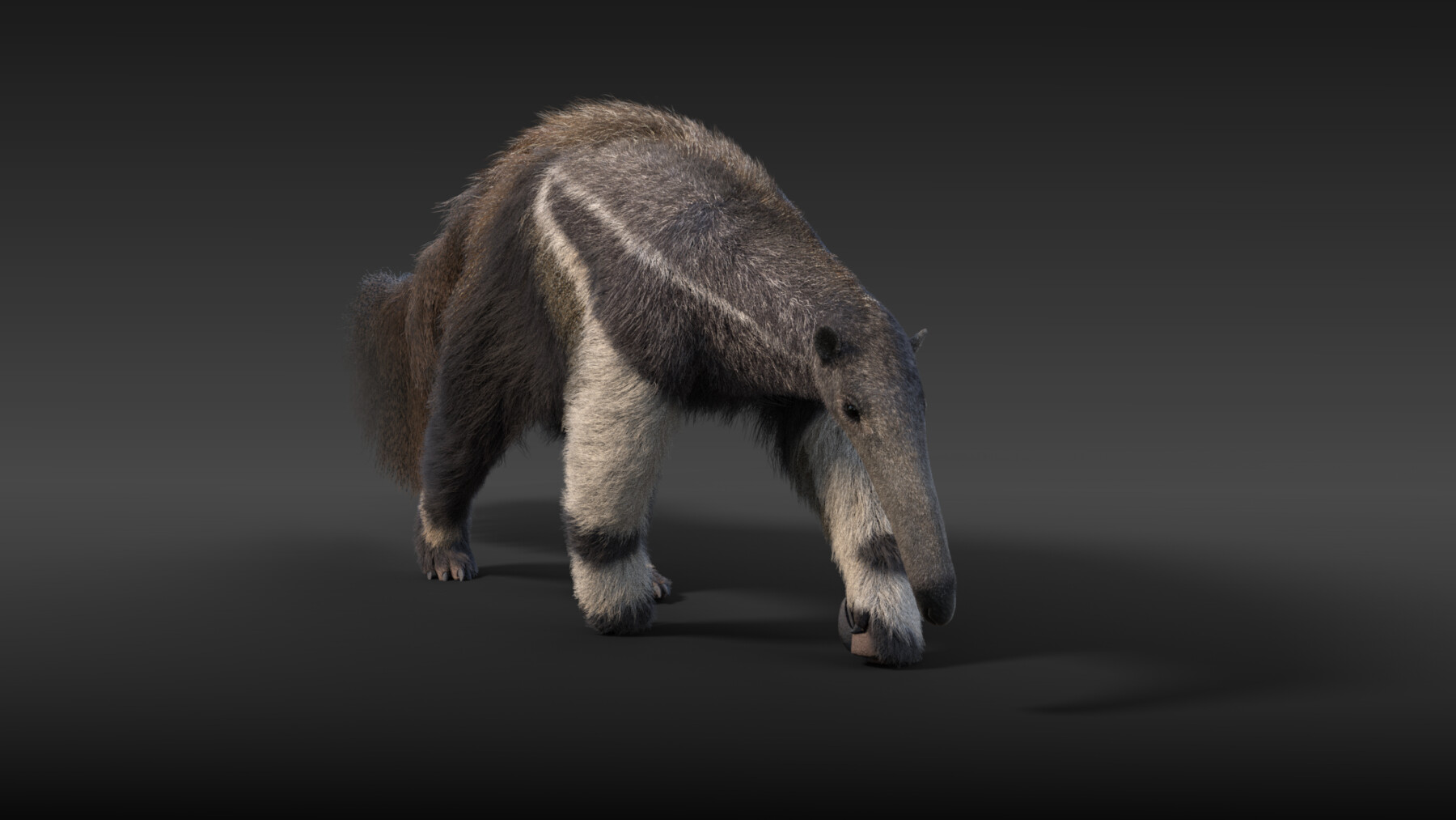 ArtStation - 3D Animal | Giant Anteater Animated | Resources