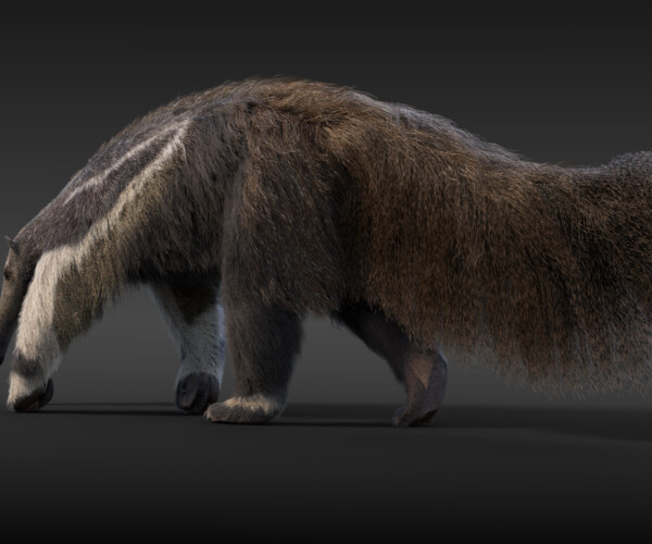 ArtStation - 3D Animal | Giant Anteater Animated | Resources