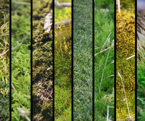 ArtStation - Textures: Moss 2 | Resources