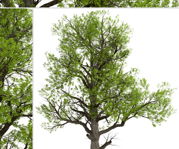 ArtStation - Blue Ash Tree (Fraxinus quadrangulata) (1 Tree) | Resources