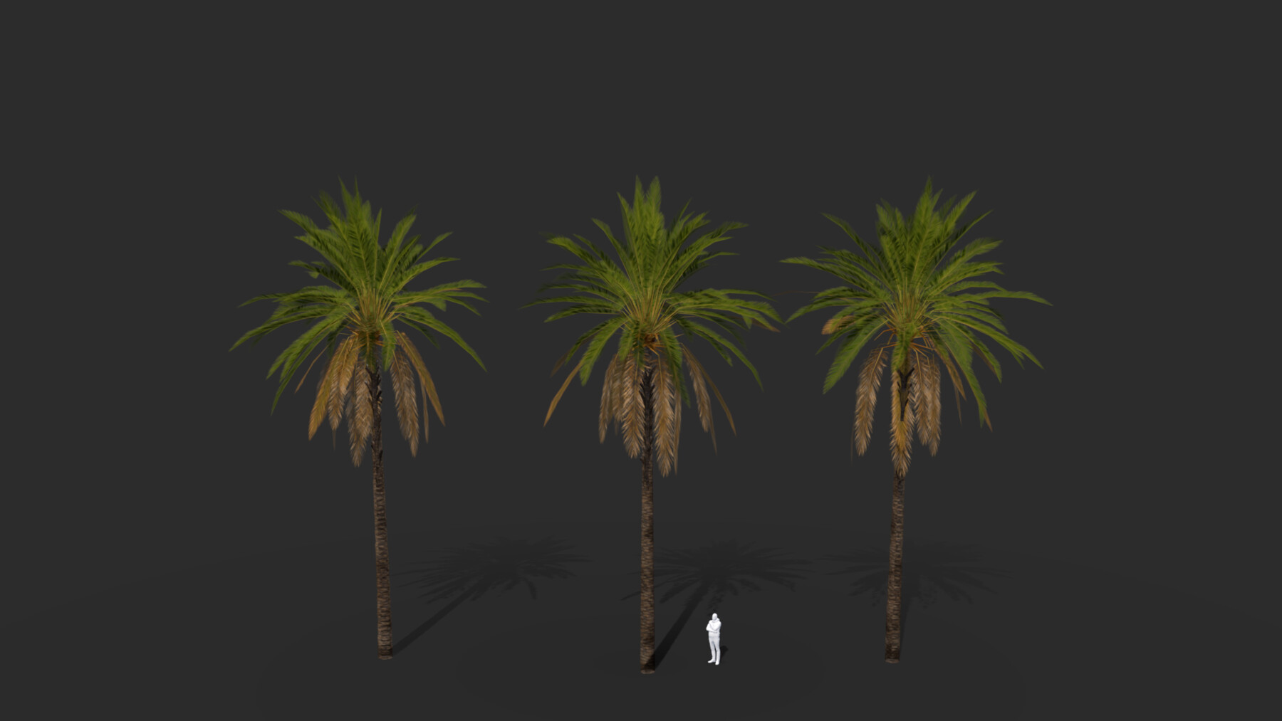 ArtStation - Phoenix Dactylifera Palm Tree | Game Assets