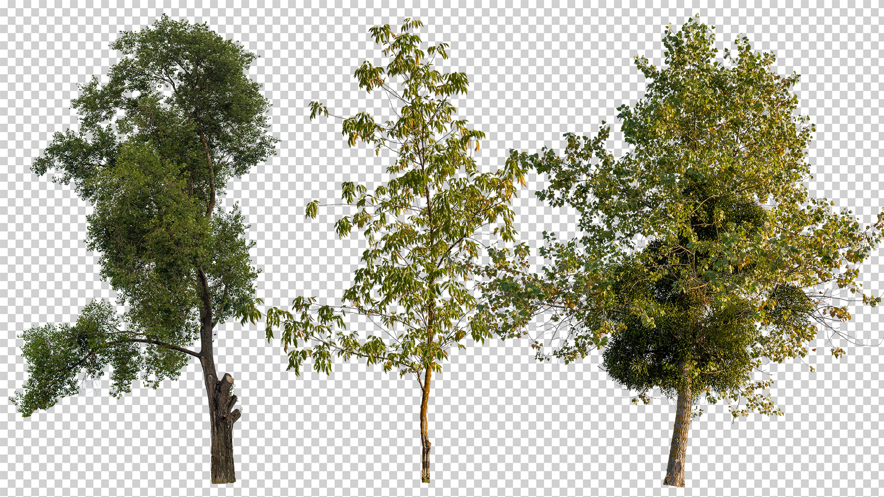 ArtStation - PNG Photo Pack: Trees | Resources