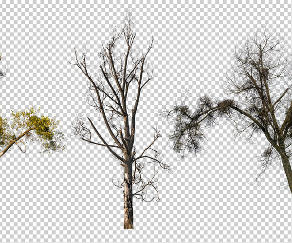 ArtStation - PNG Photo Pack: Trees | Resources