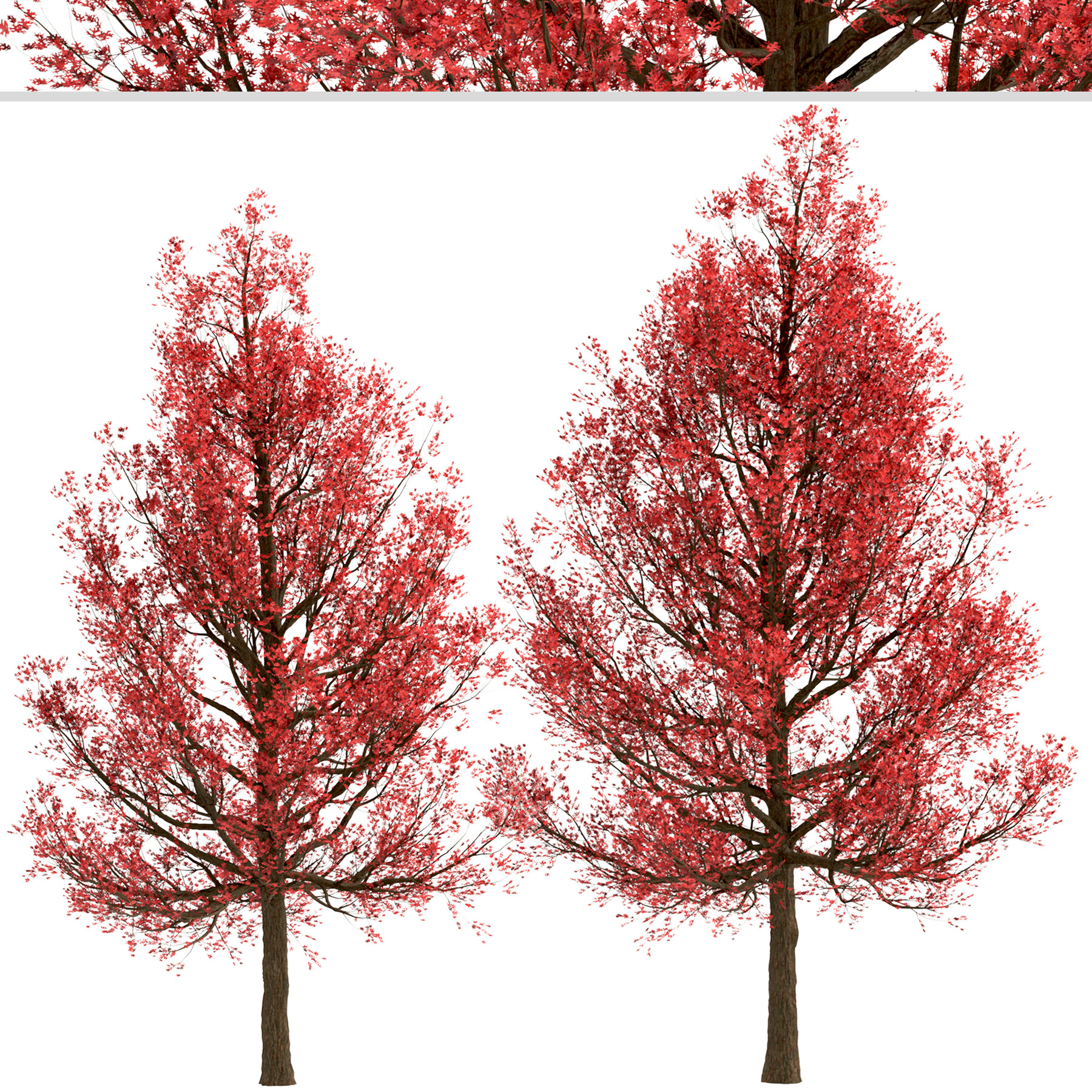ArtStation - Set of Red Oak Trees (Quercus rubra) (2 Trees) | Resources