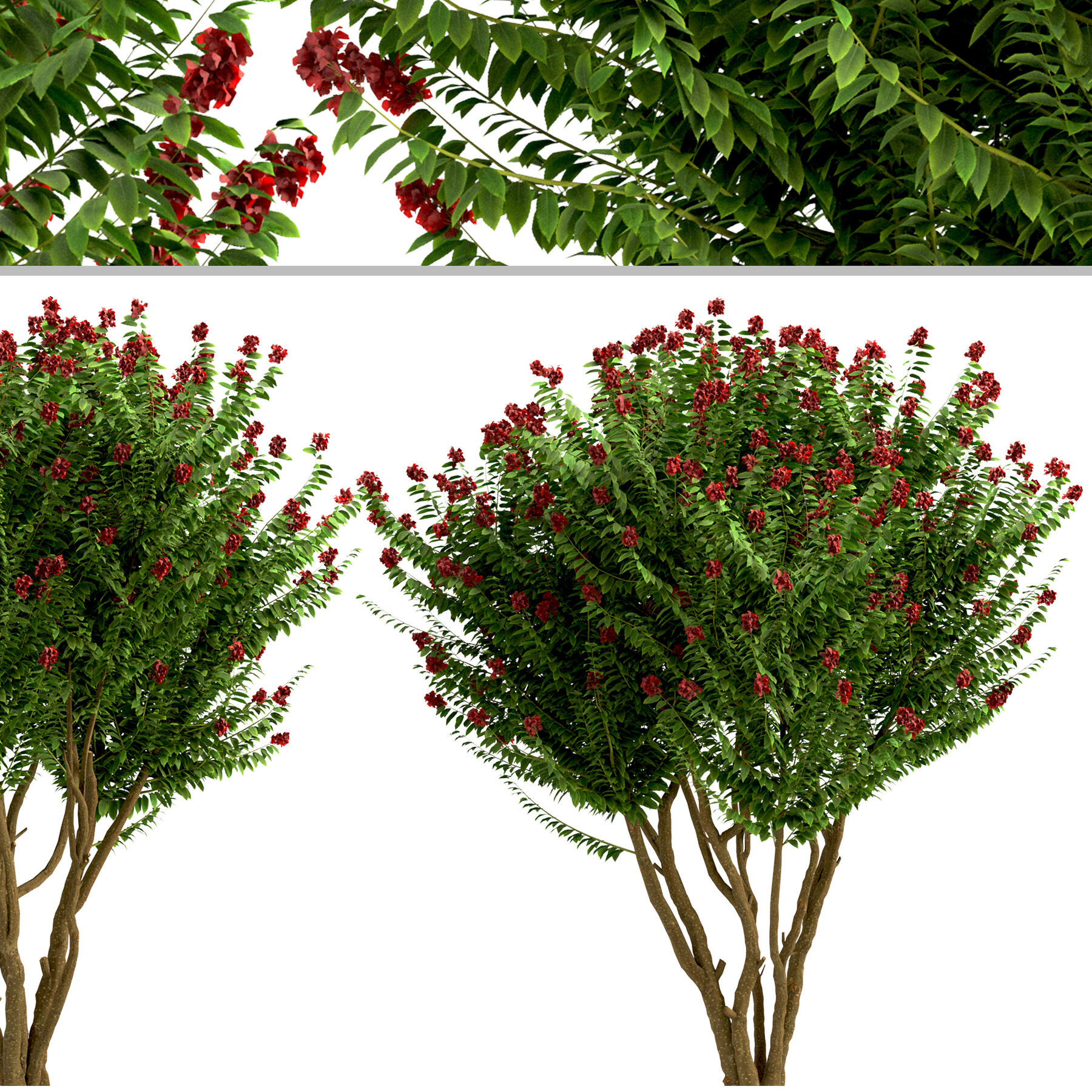 ArtStation - Set of Dynamite Crepe Myrtle Trees (Lagerstroemia) (3 ...