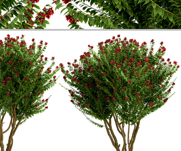 ArtStation - Set of Dynamite Crepe Myrtle Trees (Lagerstroemia) (3 ...