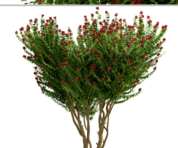 ArtStation - Set of Dynamite Crepe Myrtle Trees (Lagerstroemia) (3 ...