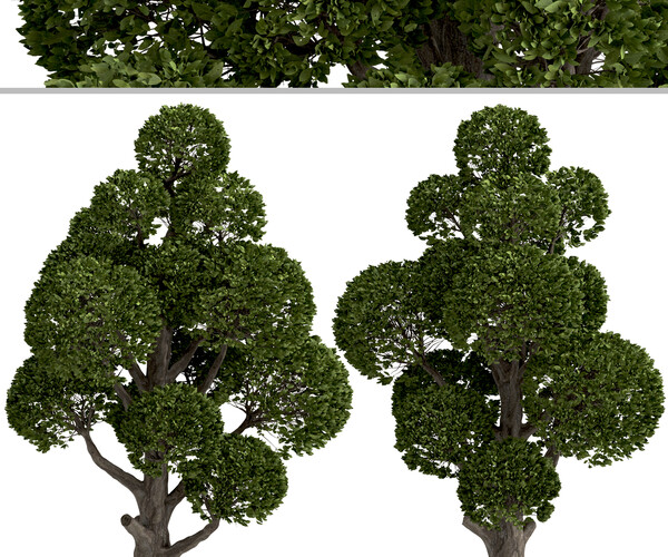 ArtStation - Set of Round Shaped Bonsai Trees (2 Trees) | Resources