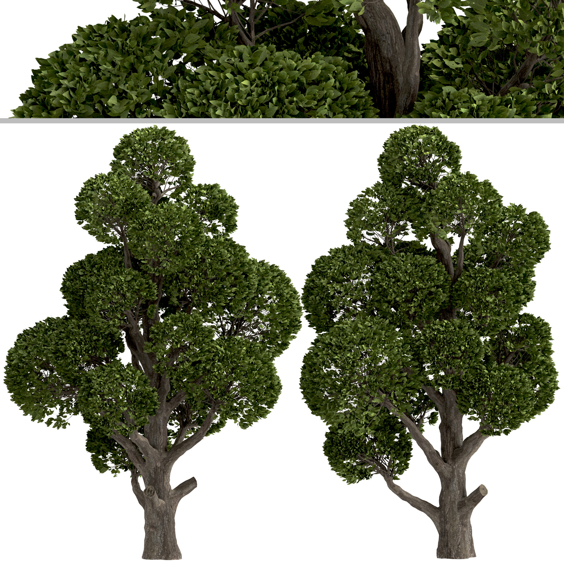 ArtStation - Set of Round Shaped Bonsai Trees (2 Trees) | Resources