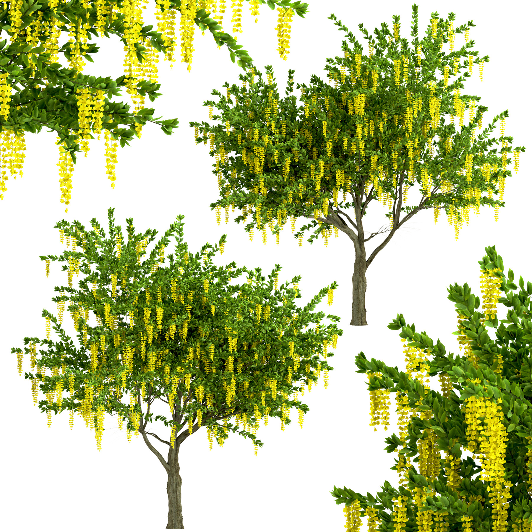 Goldenchain Tree