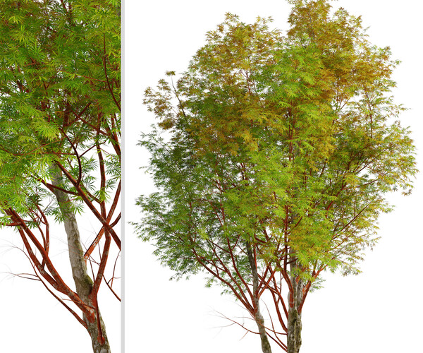 ArtStation - Set of Coral Bark Maple Trees (Yellow Japanese Maple) (2 Trees) | Resources