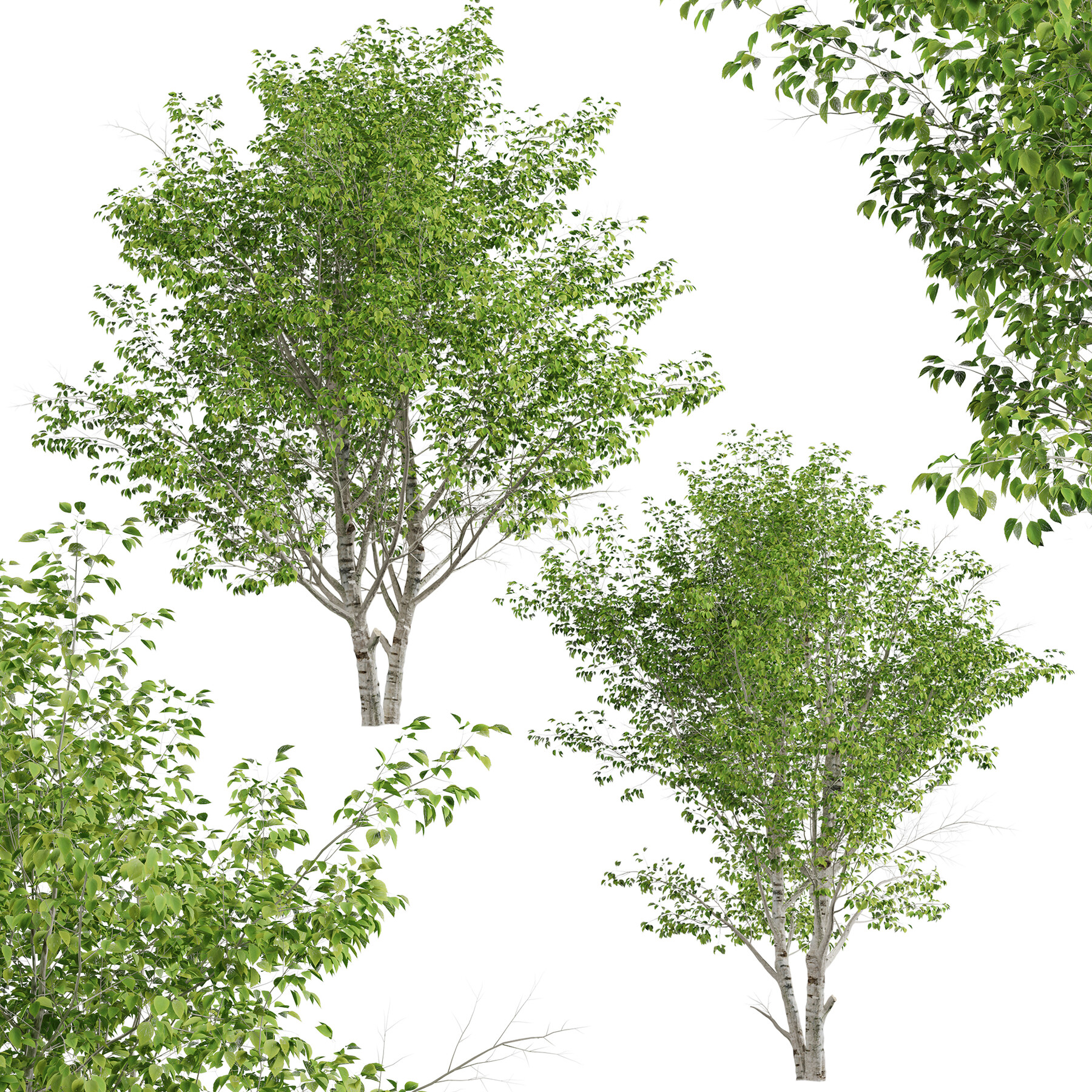 ArtStation - Set of Paper Birch Trees (Betula papyrifera) (2 Trees ...
