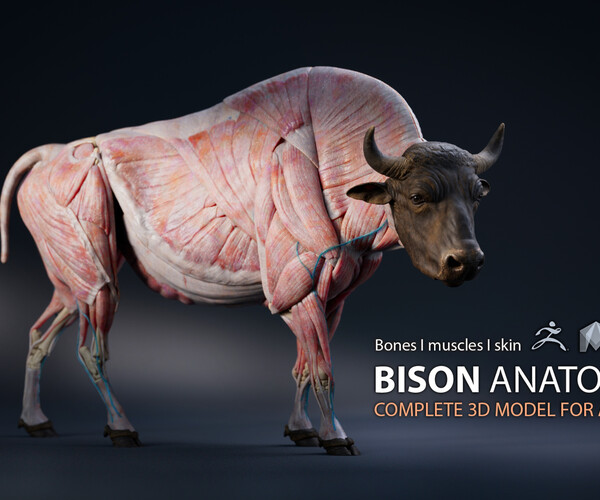 ArtStation - Bison 3D Anatomy - Skin ; Muscles ; Bones - 3D model ...