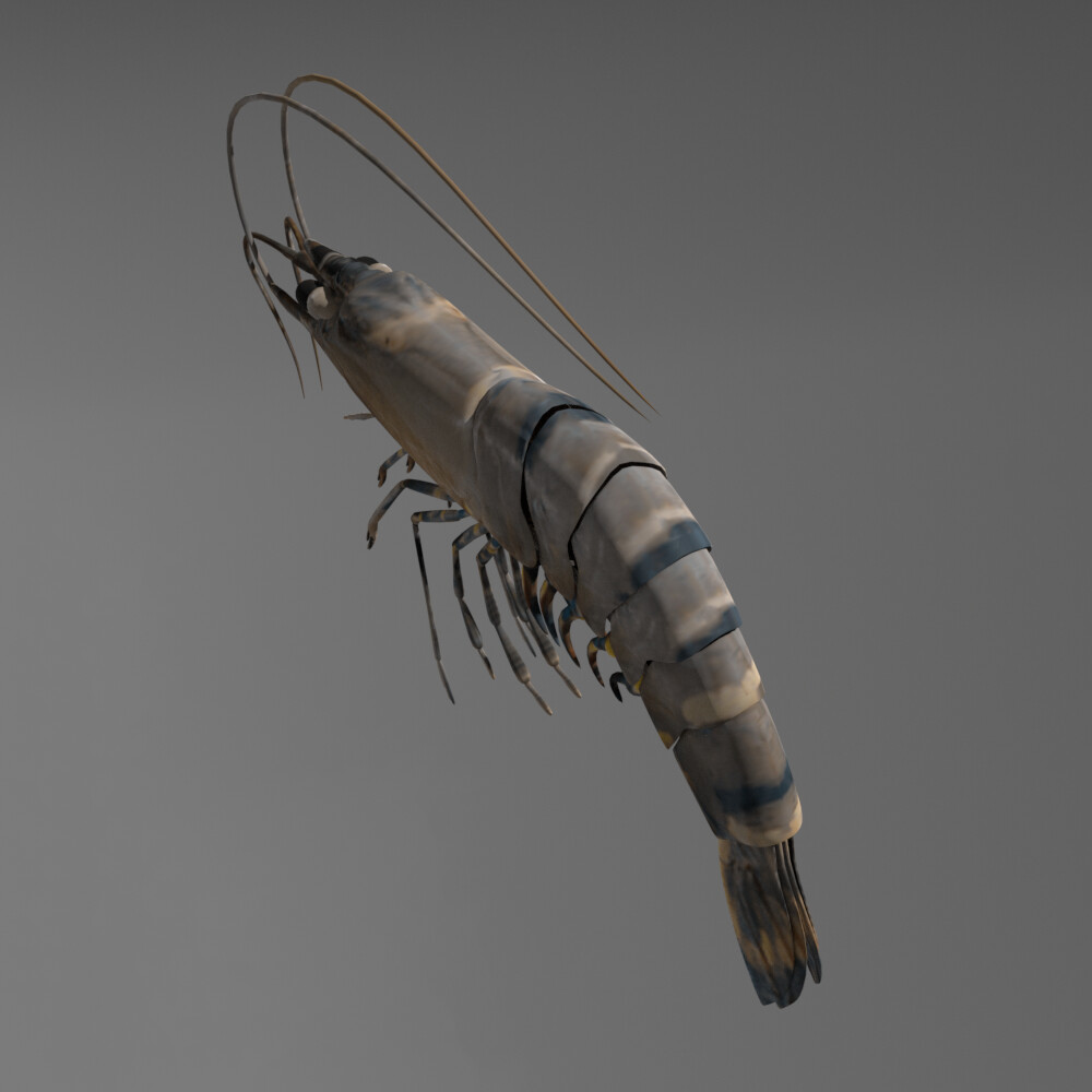 ArtStation - 3D Shrimp | Resources