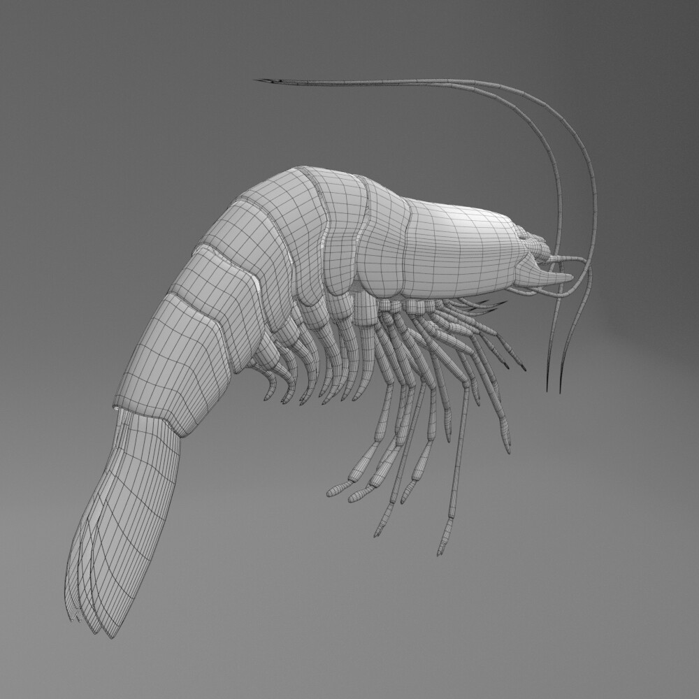 ArtStation - 3D Shrimp | Resources