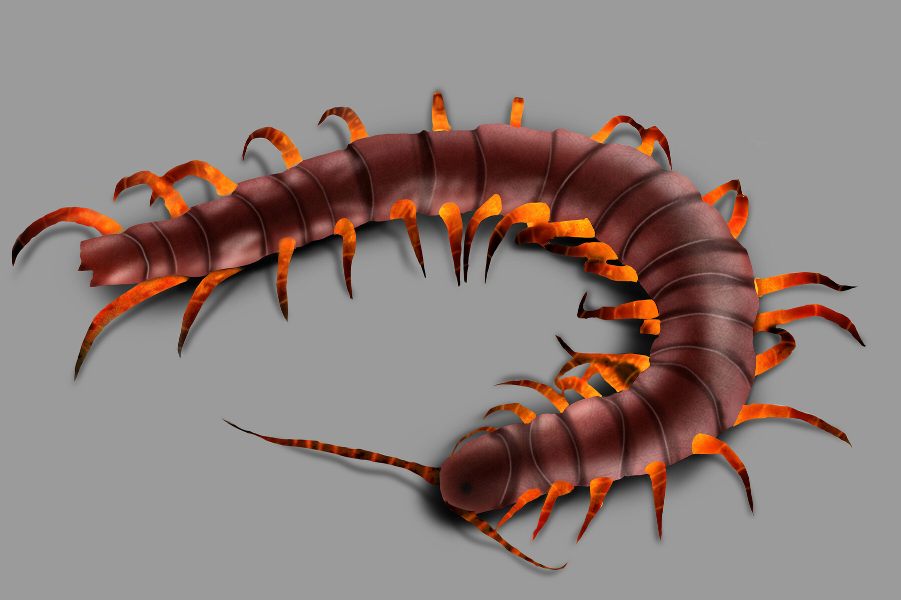 ArtStation - Digitally painted centipede | Artworks