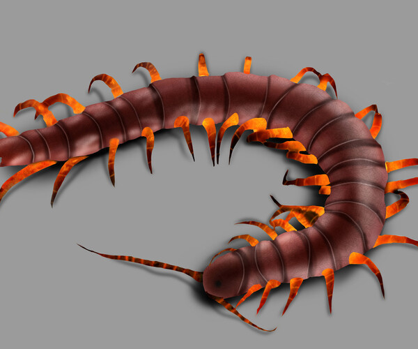 ArtStation - Digitally painted centipede | Artworks