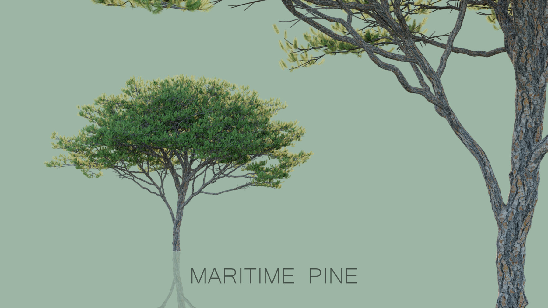 ArtStation - Maritime Pine Trees | Game Assets