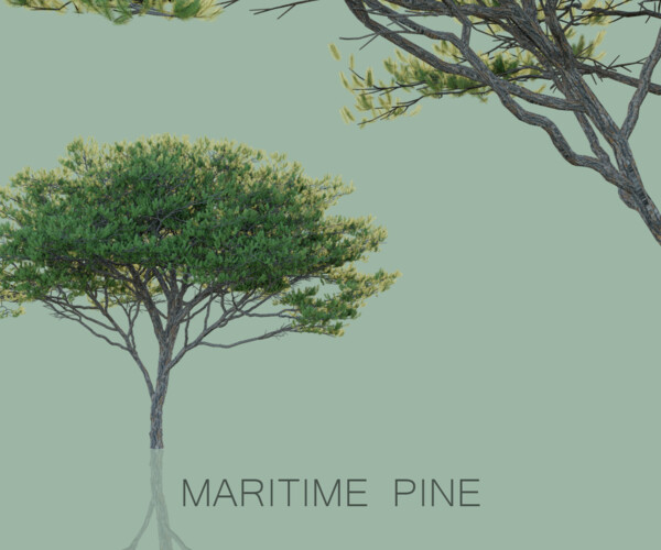 ArtStation - Maritime Pine Trees | Game Assets