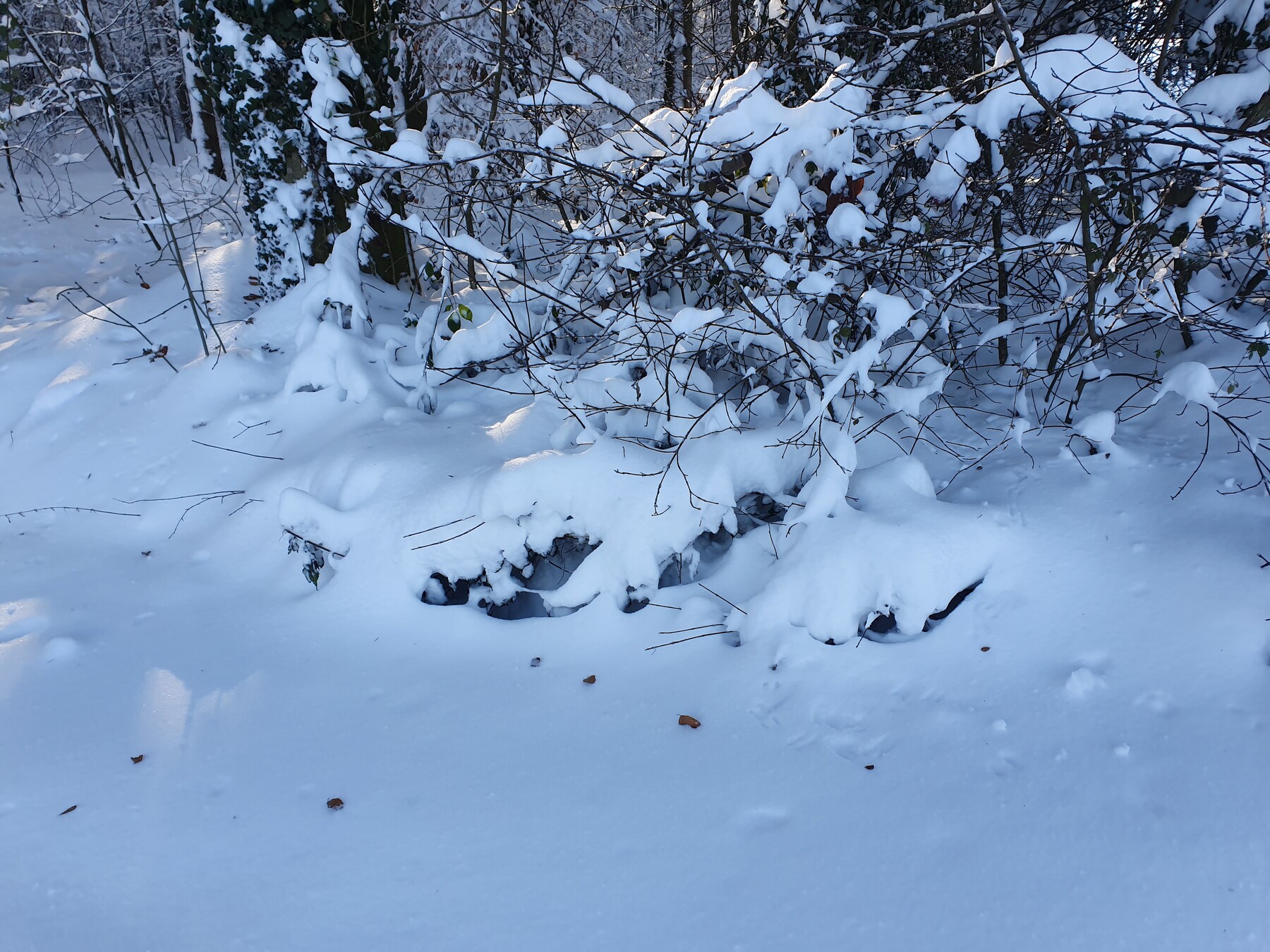 ArtStation - Swiss Winter Deep Snow Forest 600+ Reference Photos in 4k ...