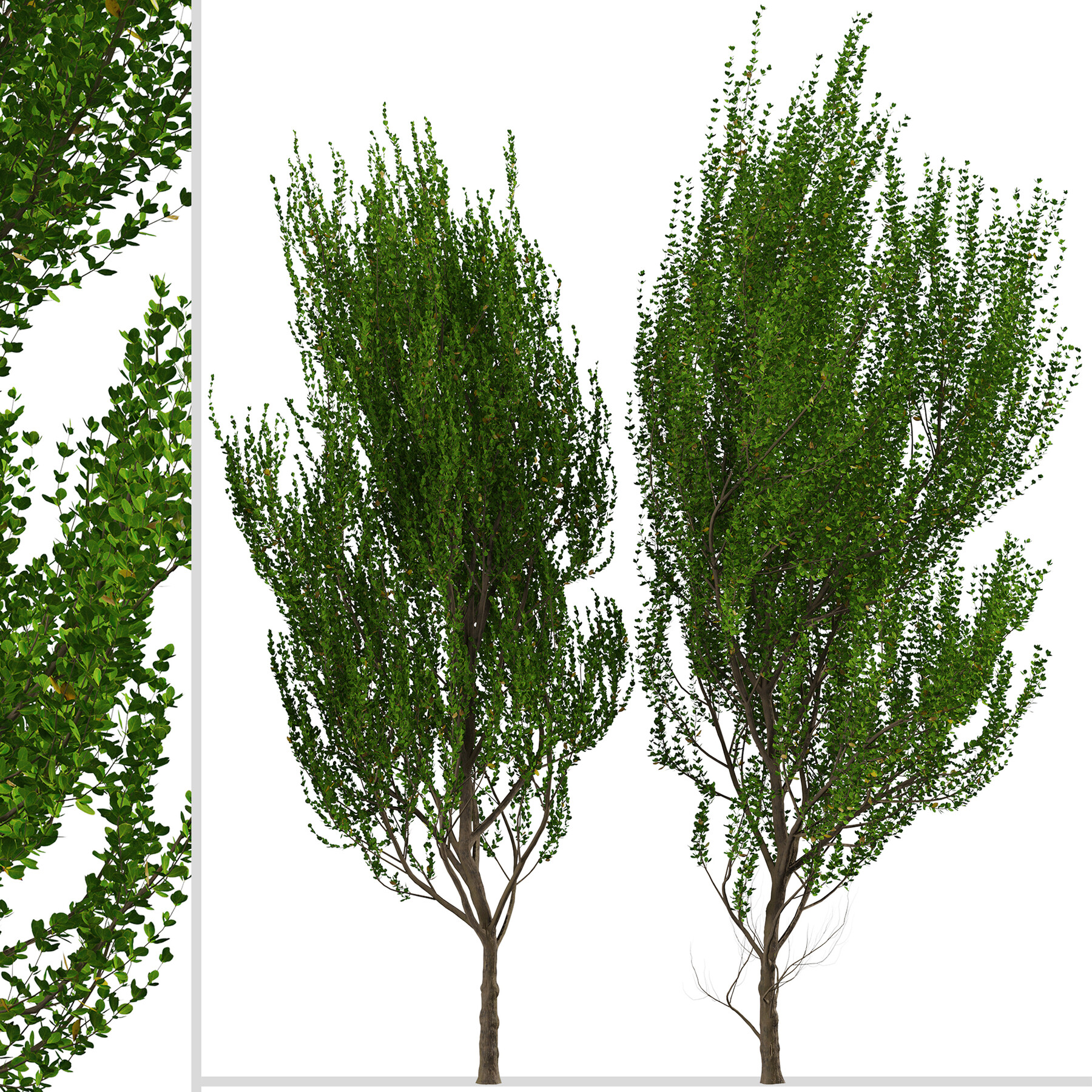 ArtStation - Set of Boxleaf Azara Trees (Azara microphylla) | Resources