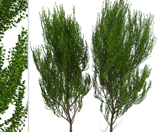 ArtStation - Set of Boxleaf Azara Trees (Azara microphylla) | Resources