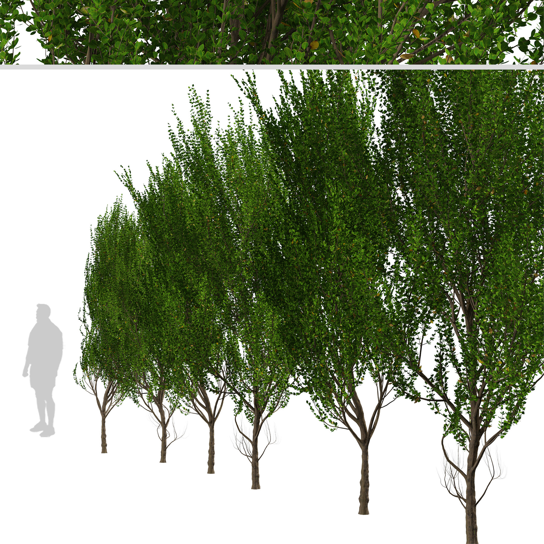 ArtStation - Set of Boxleaf Azara Trees (Azara microphylla) | Resources