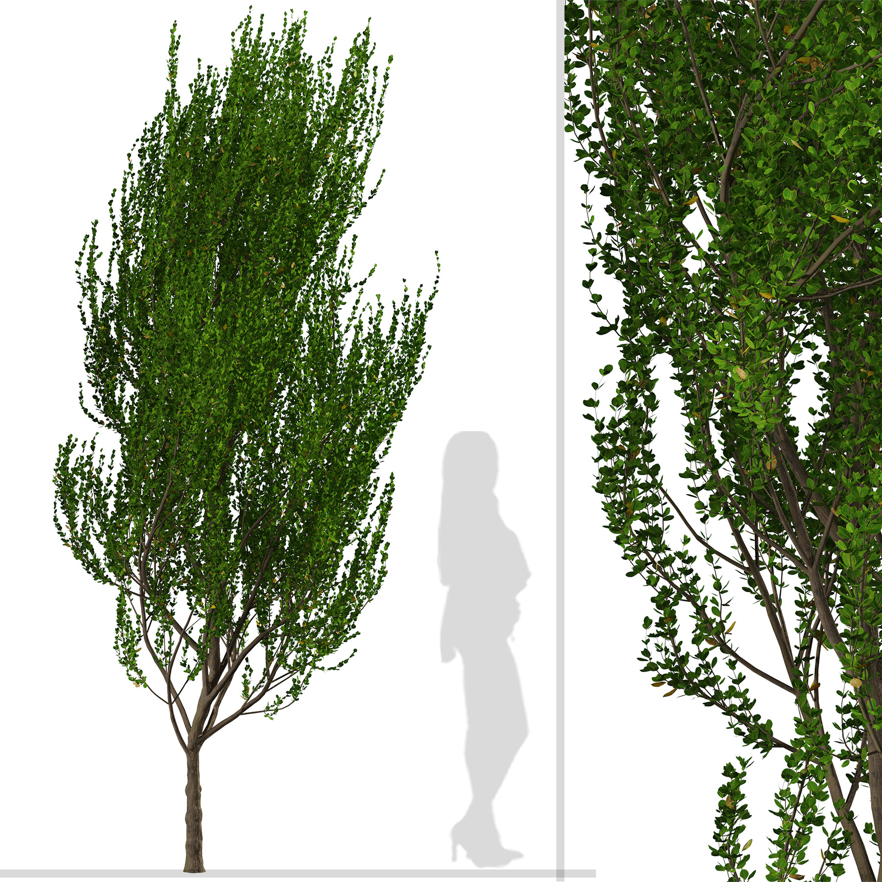 ArtStation - Set of Boxleaf Azara Trees (Azara microphylla) | Resources