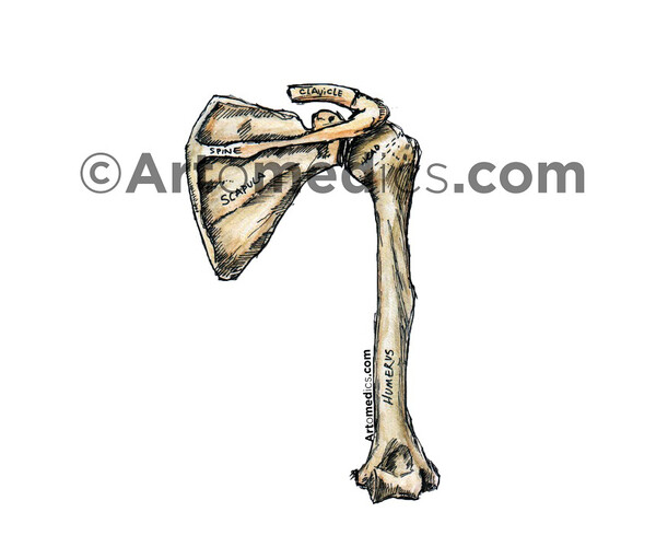 ArtStation - Scapula and Humerus (Posterior view) | Artworks