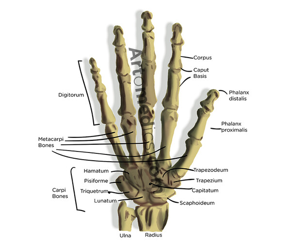 ArtStation - Hand Bones (anterior view) | Artworks
