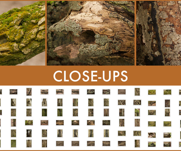 ArtStation - Forest details Photo Reference Pack | Resources