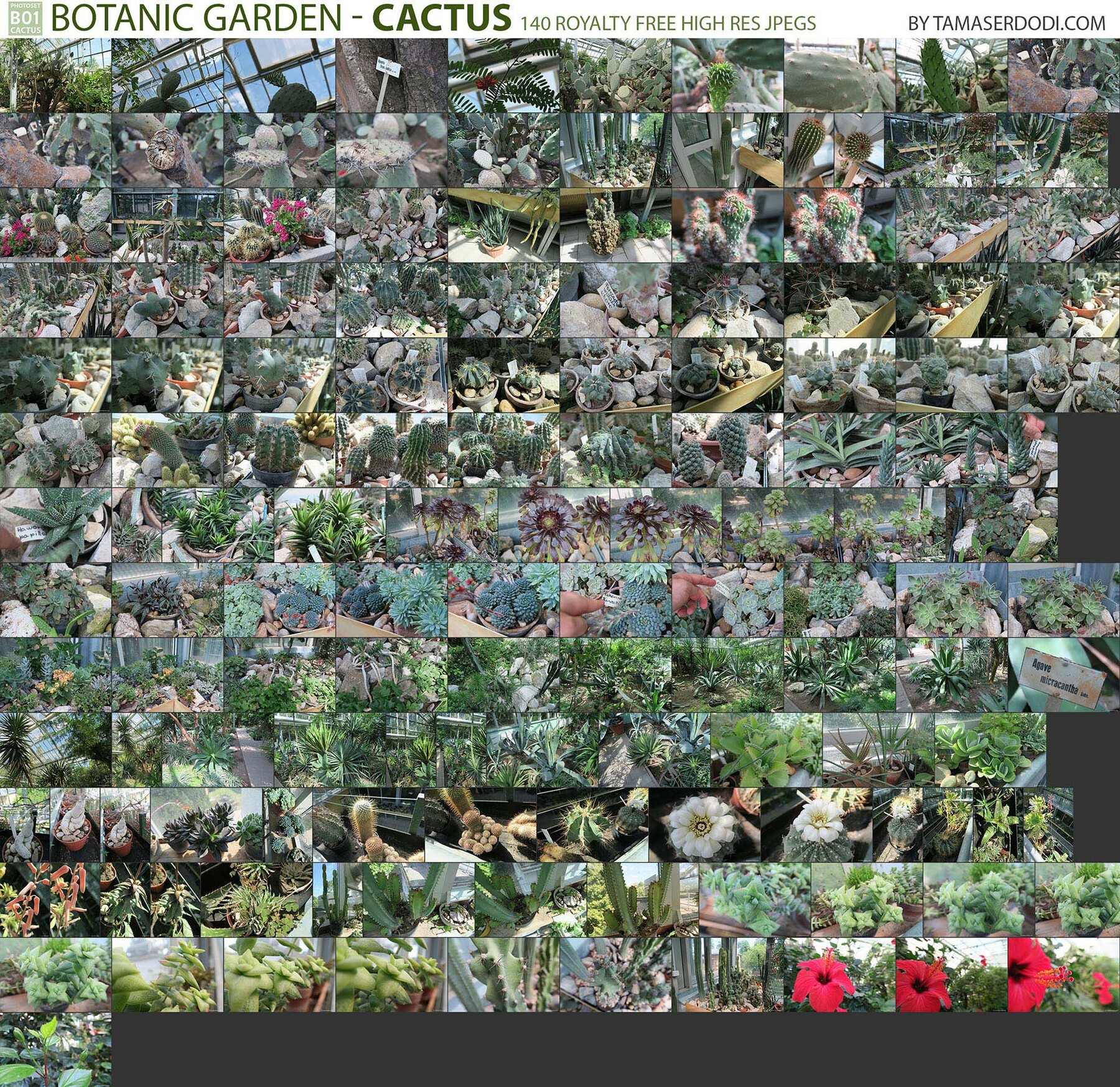 ArtStation - B01 Botanic Garden - Cactus | Resources