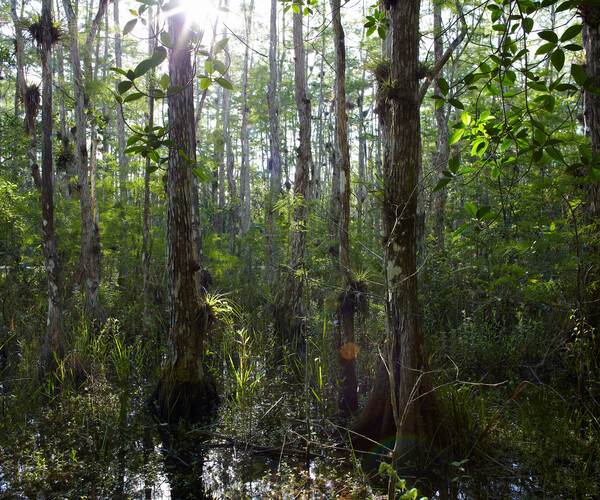 ArtStation - FLORIDA EVERGLADES | Resources