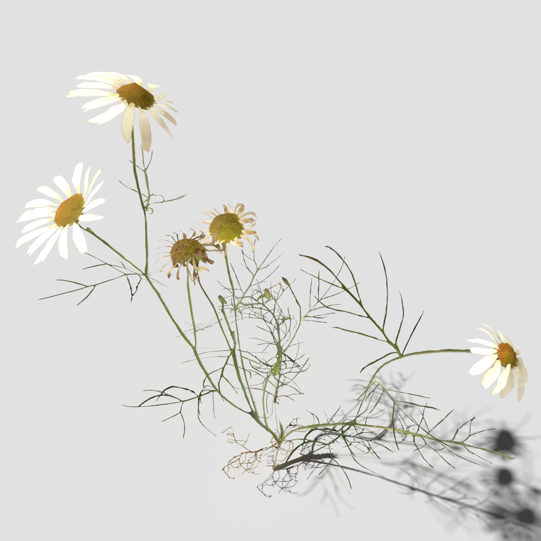ArtStation - Field Chamomile Pack | Resources