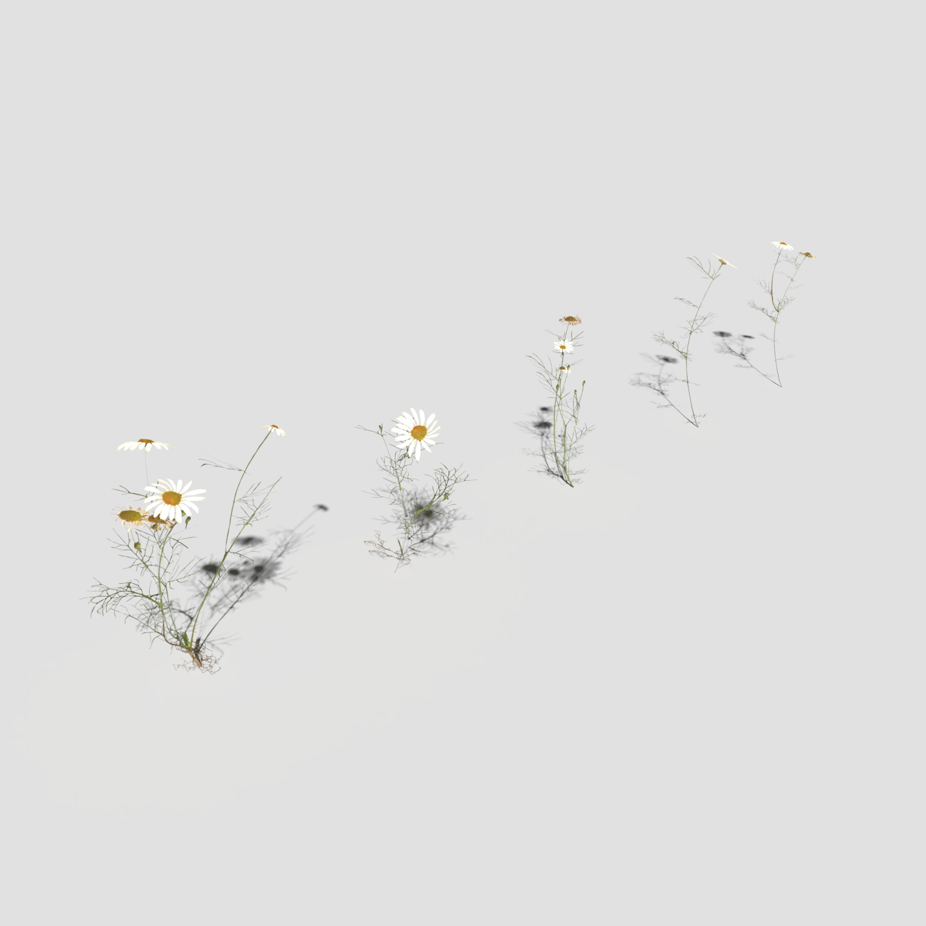 ArtStation - Field Chamomile Pack | Resources