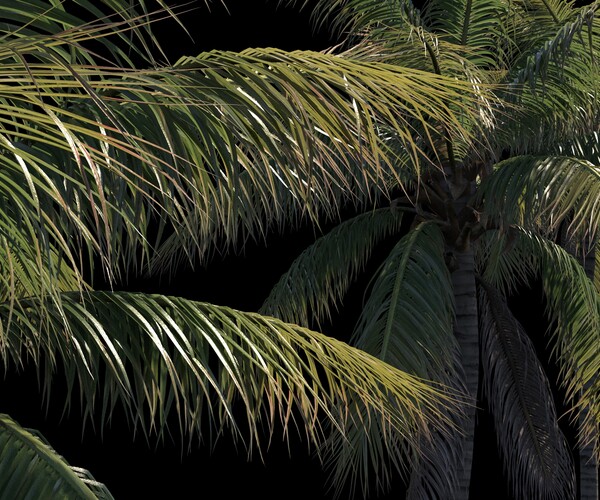 ArtStation - COCONUT TREE VOLUME PACK 01 | Resources