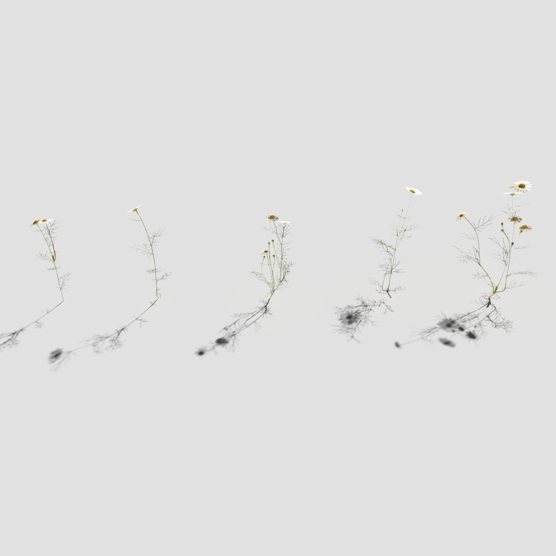 ArtStation - Field Chamomile Pack | Resources