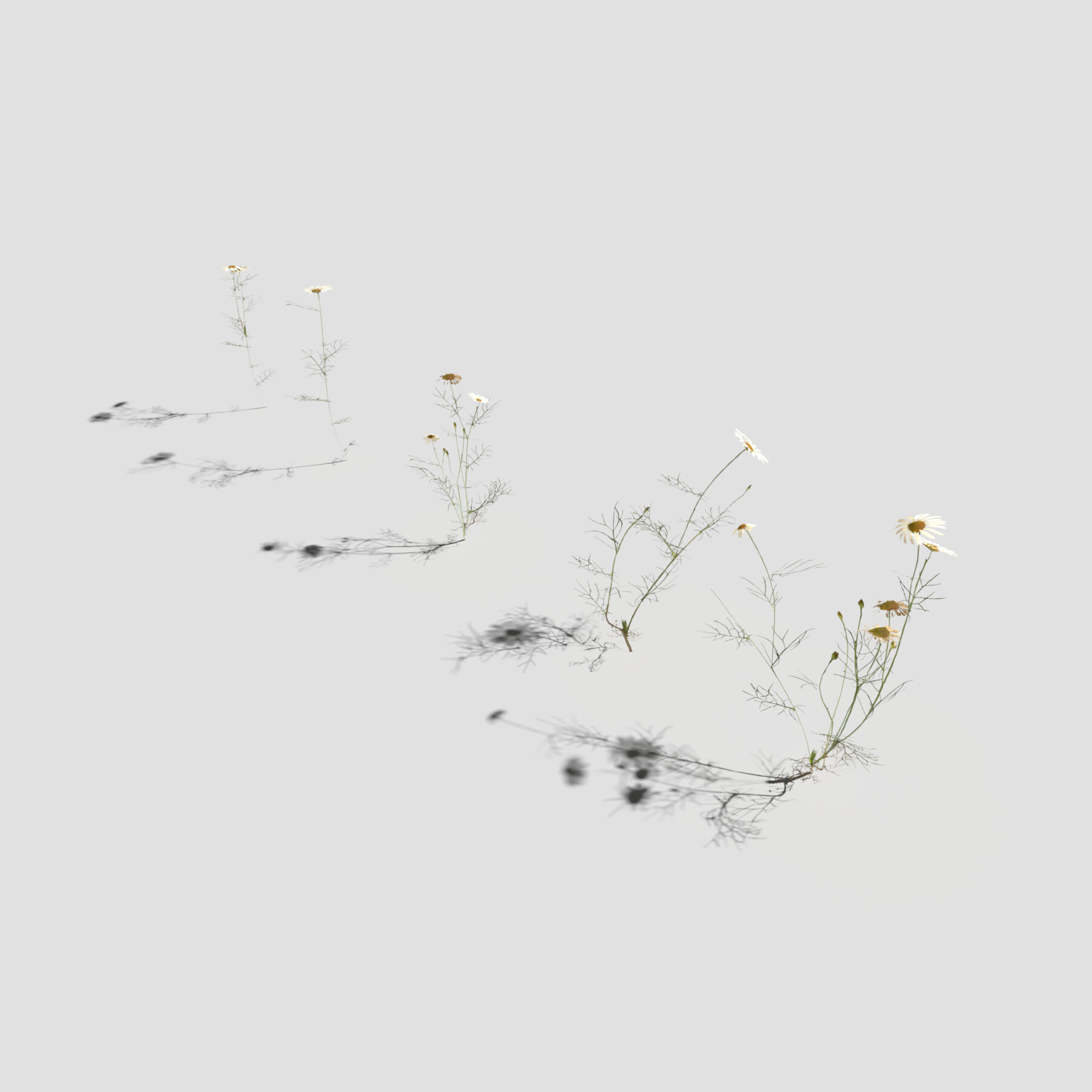 ArtStation - Field Chamomile Pack | Resources