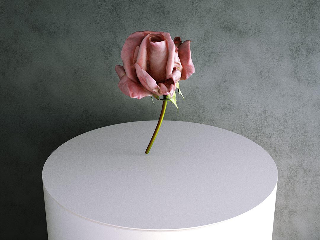 ArtStation - Rose / Rosa Hybrida 02 Pink [3d Scan Model: Plants ...