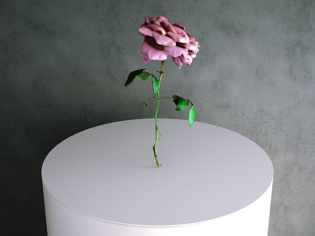 ArtStation - Rose / Rosa Hybrida 03 Pink [3d Scan Model: Plants ...