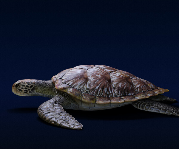 ArtStation - 3D Animal | Green Sea Turtle Animated | Resources