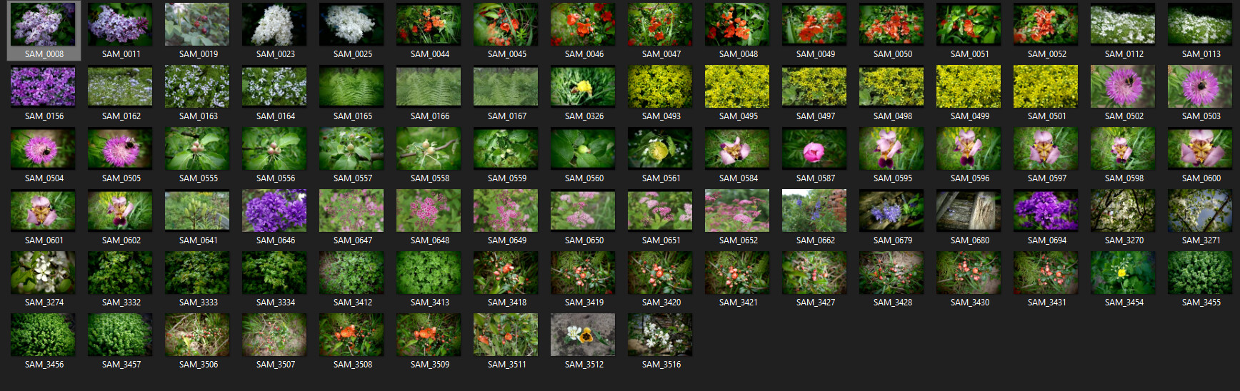 ArtStation - Flowers and Flora 385+ Photo Reference Pictures | Resources