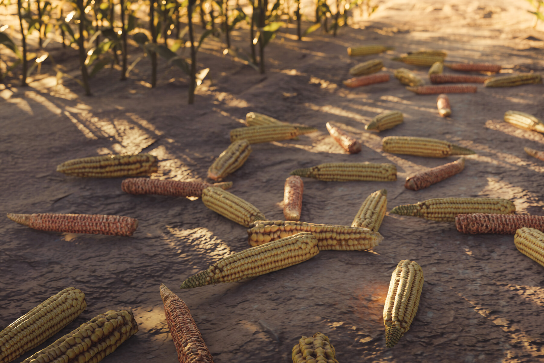 ArtStation - Corn cob of 3 Types in different stages - Blender Asset ...