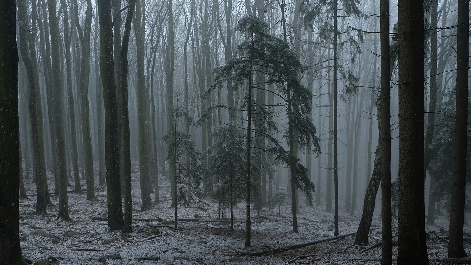 ArtStation - Moody Winter forest photopack | Resources